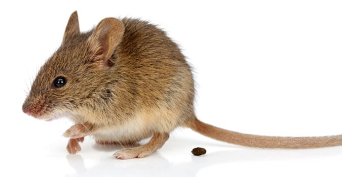 Pack rat | Conquistador Pest and Termite