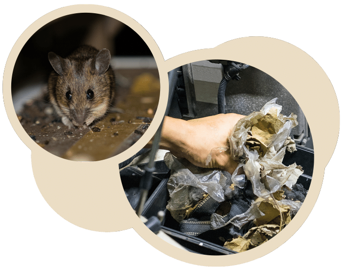 Pack rat | Conquistador Pest and Termite