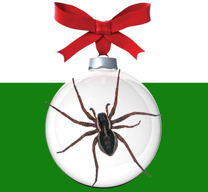 Spiders in Your Christmas Tree - Conquistador Pest & Termite
