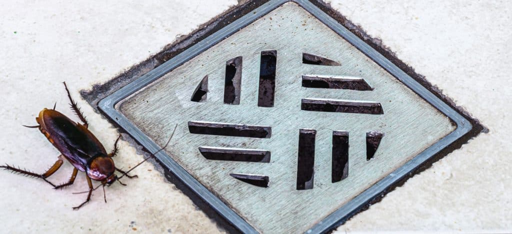 Preventing Digusting Sewer Roaches When it Rains. 520-462-2803