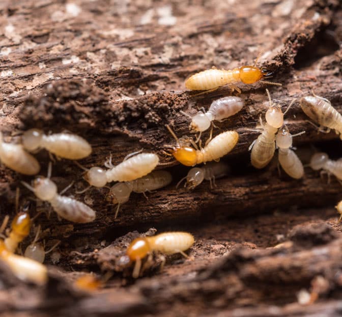 Pest Control and Termite Control in Tucson, AZ | Conquistador Pest ...